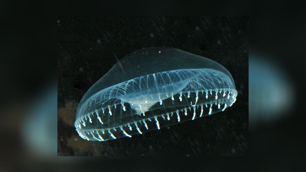 Aequorea victoria Crystal Jelly, Water Jellyfish