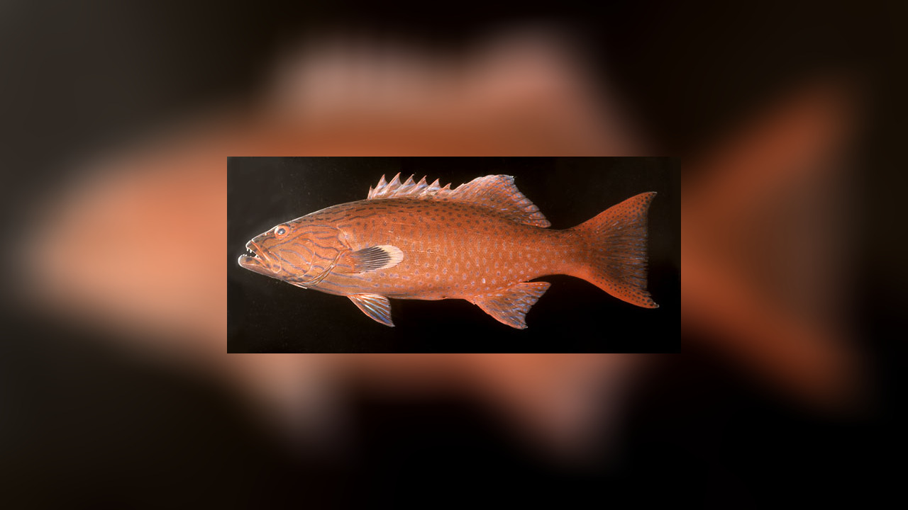 Plectropomus oligacanthus Highfin Coral Grouper, Highfin Coral Trout ...