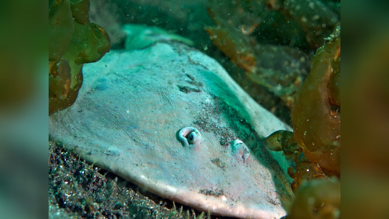 Narke japonica Japanischer Schlafrochen