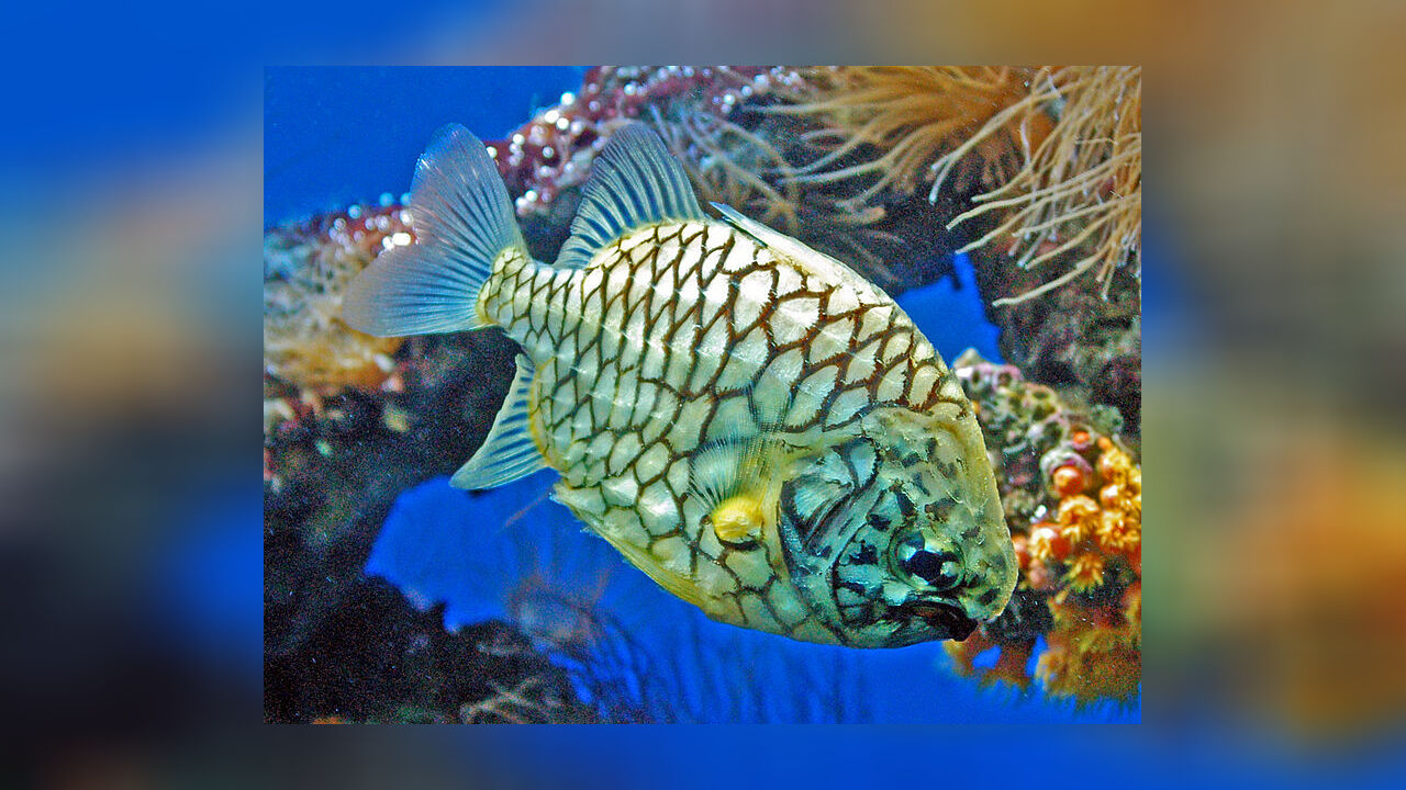 Cleidopus gloriamaris Australian Pine Cone Fish, Coat-of-mail Fish ...