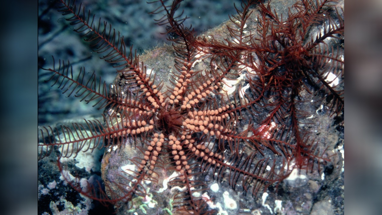 Antedon bifida Rosy feather-star