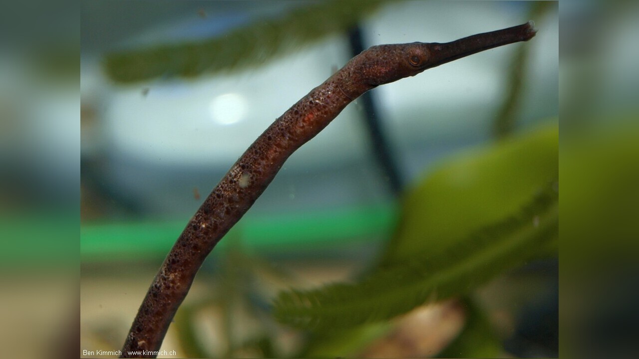 Trachyrhamphus longirostris Straightstick pipefish,