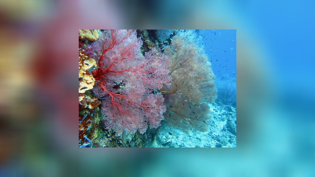 Melithaea ochracea Knotenfächer