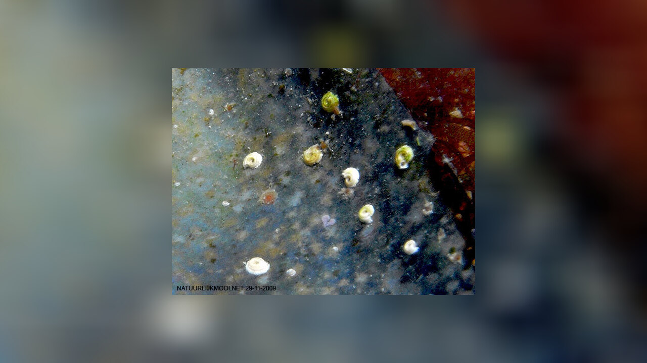 Janua heterostropha Posthörnchenwurm