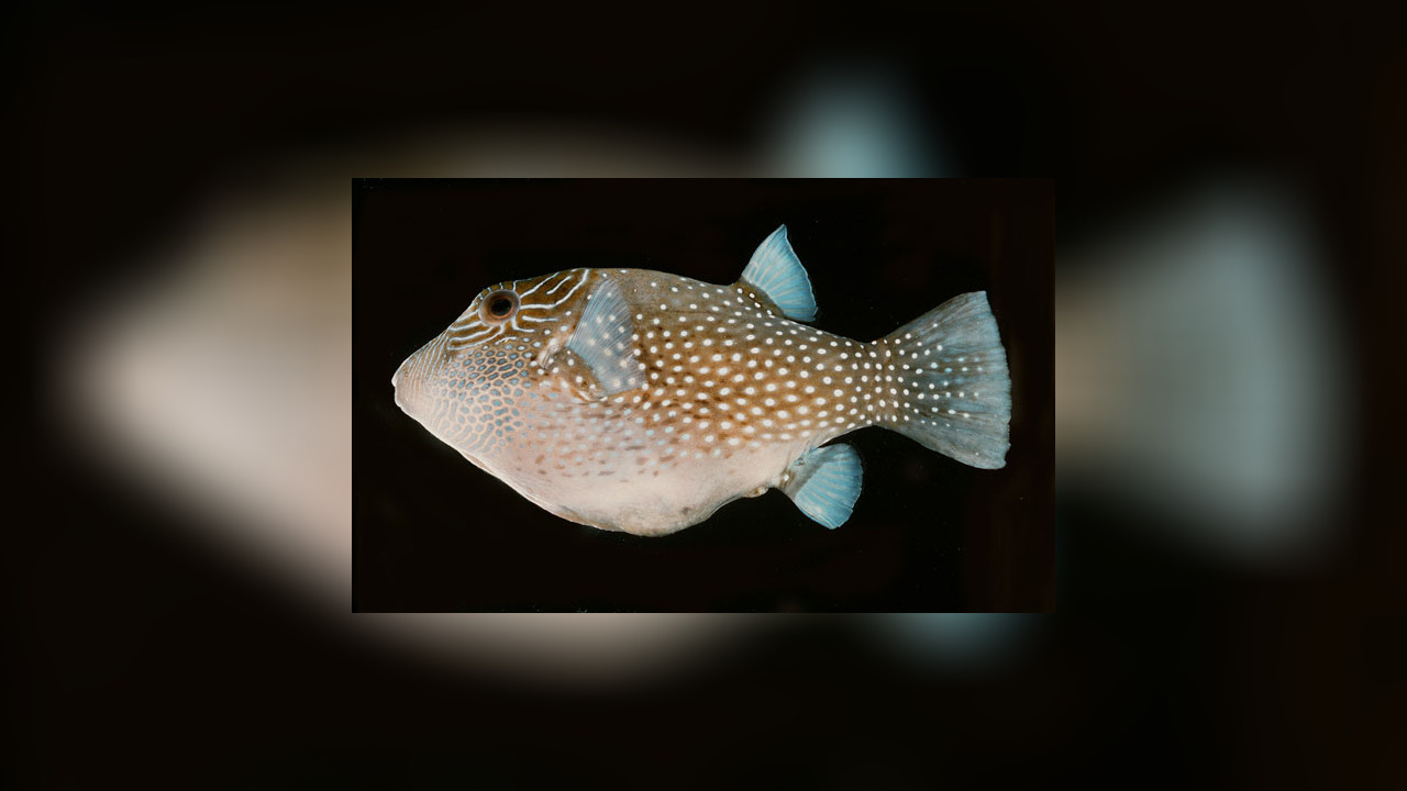 Canthigaster amboinensis Ambon Pufferfish, Ambon Toby, Sharpnose ...