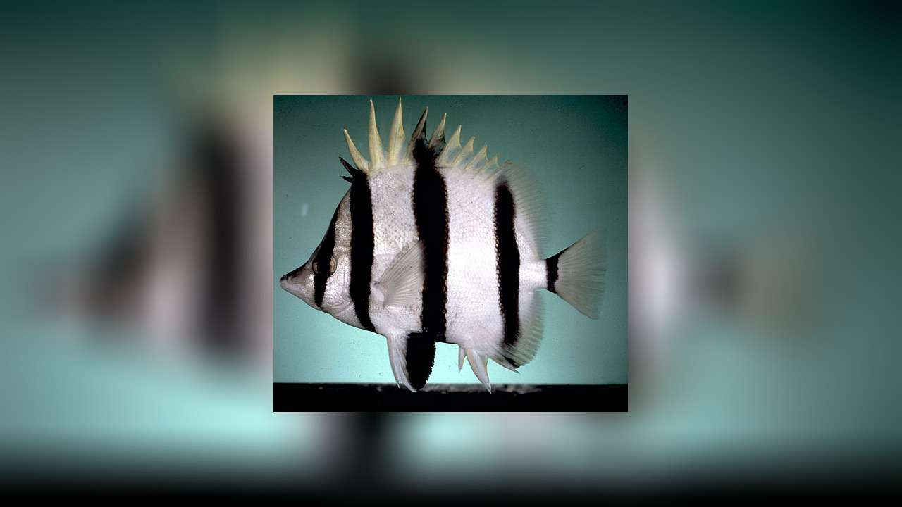 Amphichaetodon melbae Narrow-barred butterflyfish