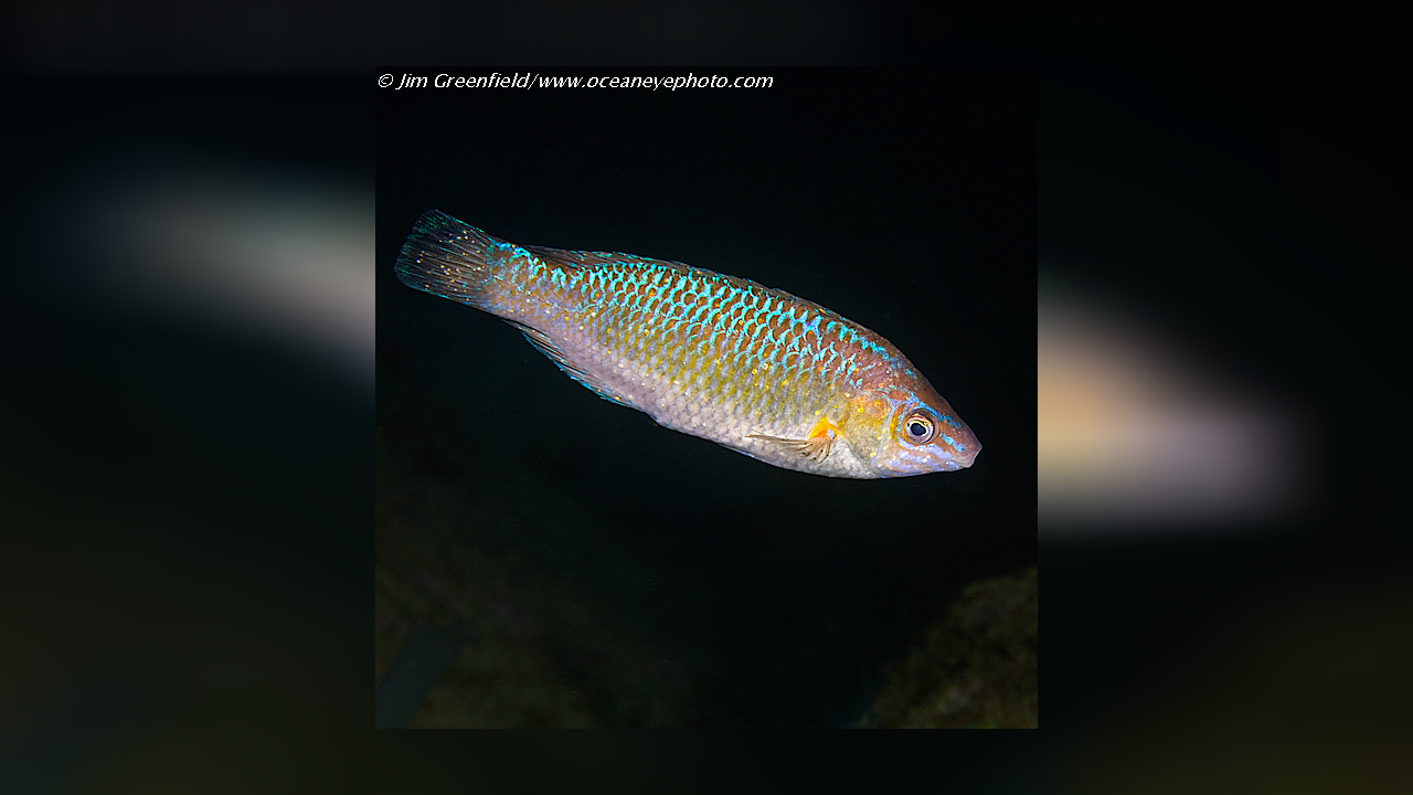 Centrolabrus exoletus Rock-cook, Rock Cook, Small-mouthed wrasse