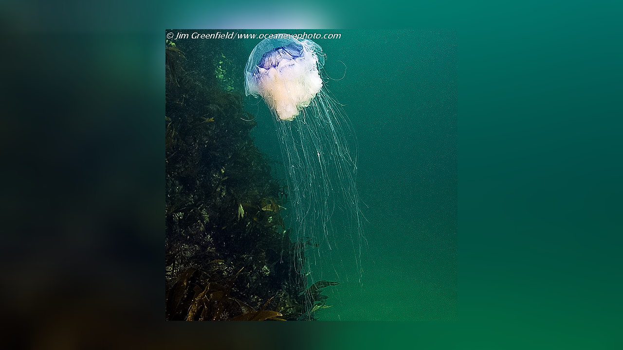 Cyanea lamarckii Blue hair jellyfish