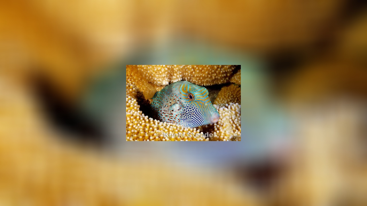 Canthigaster amboinensis Ambon Pufferfish, Ambon Toby, Sharpnose ...