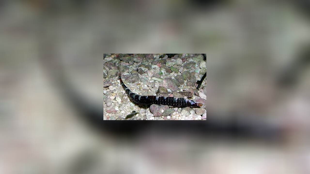 Bryx dunckeri Pugnose pipefish