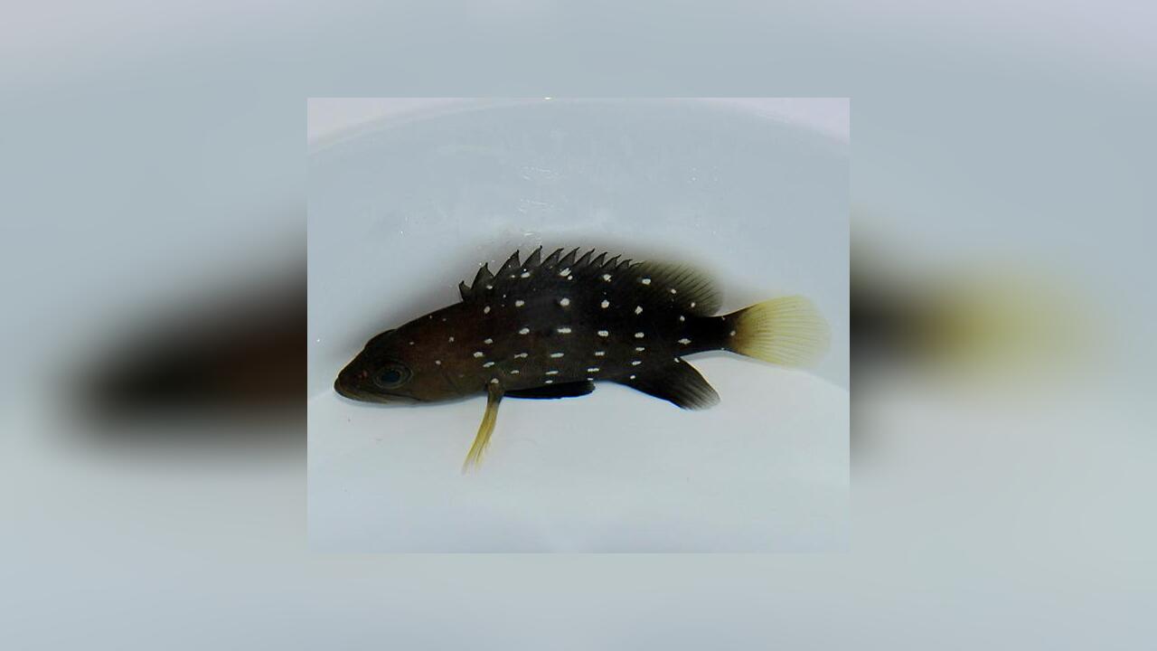 Hyporthodus niphobles Star-studded grouper