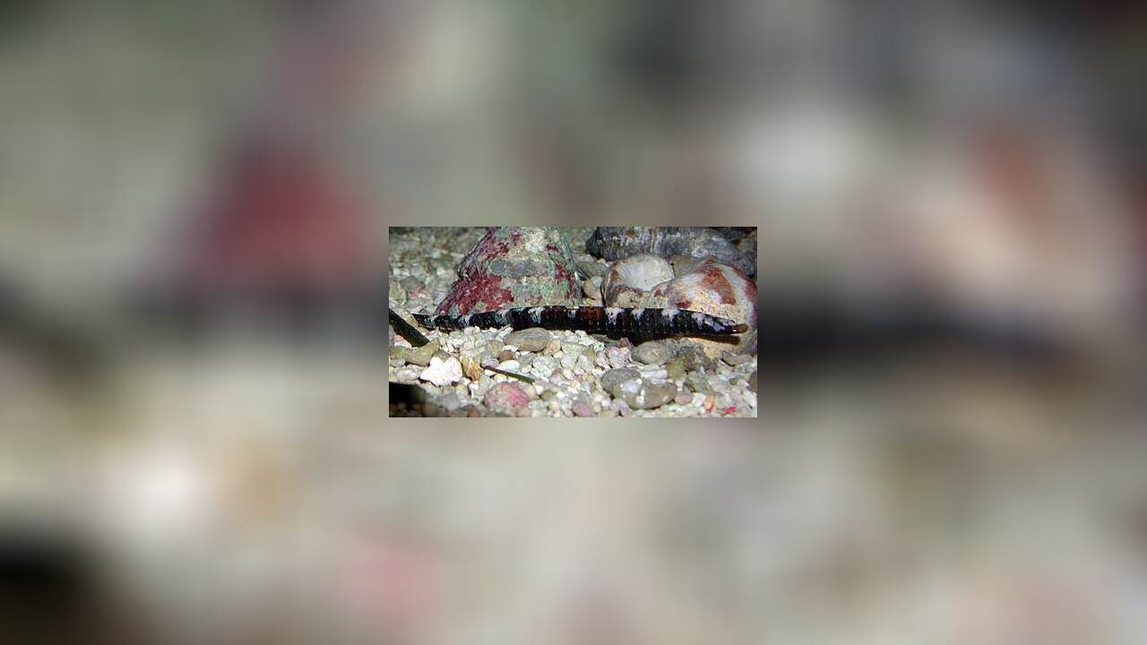 Bryx dunckeri Pugnose pipefish