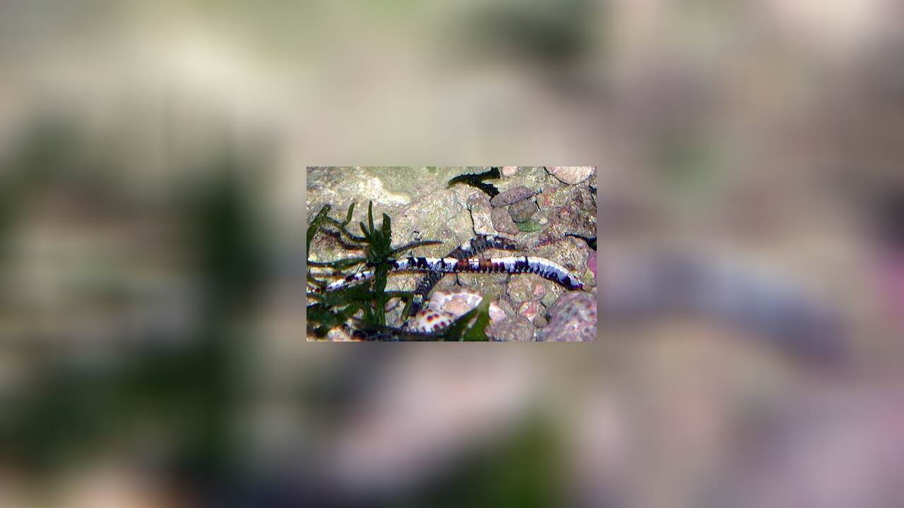 Bryx dunckeri Seenadel