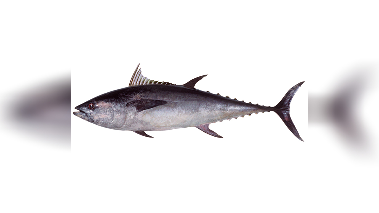 Thunnus tonggol Thunfisch