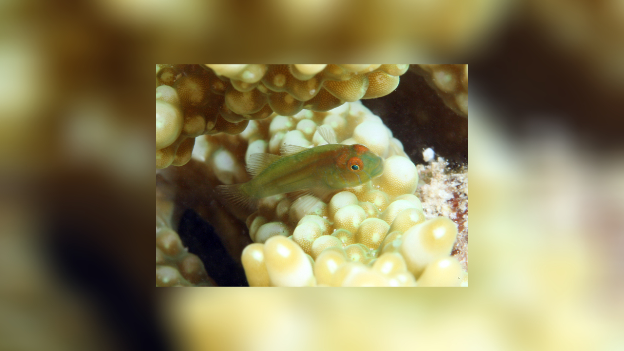 Gobiodon rivulatus Korallengrundel