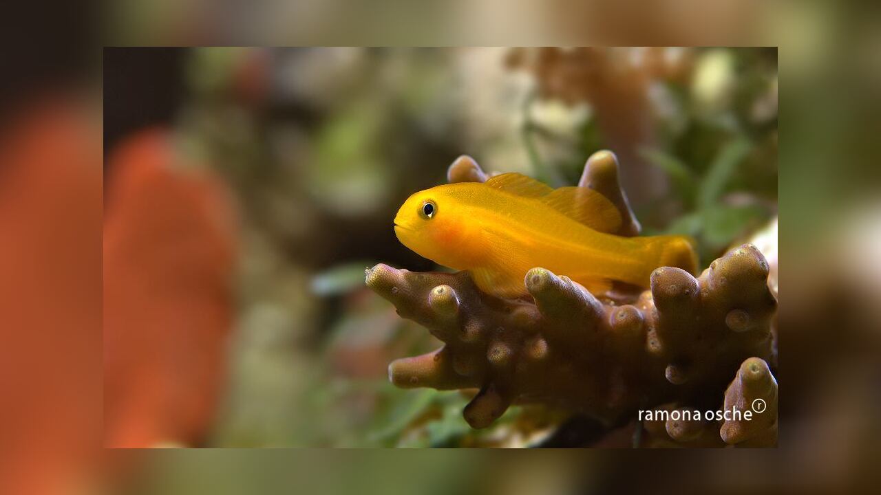 Gobiodon okinawae Okinawa goby