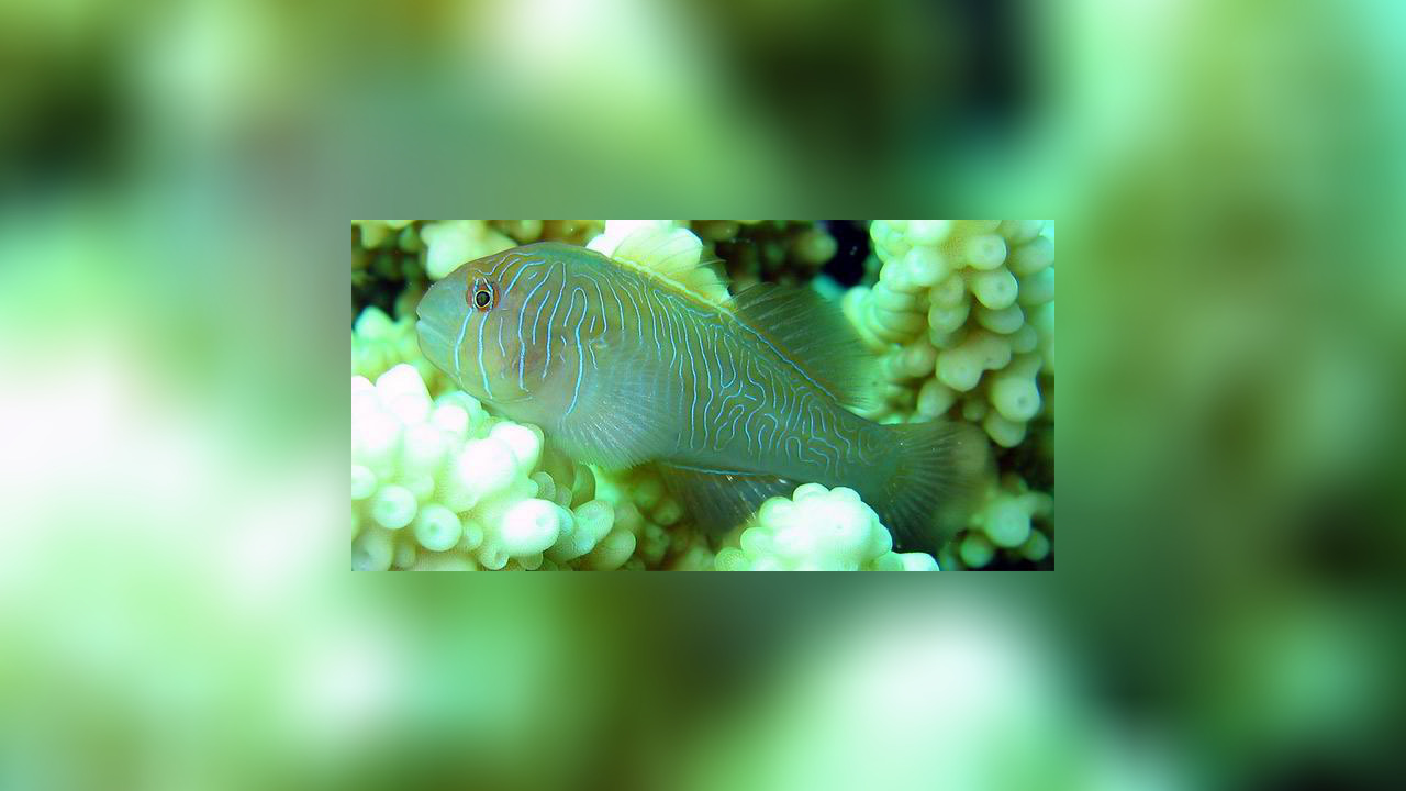 Gobiodon rivulatus Rippled Coral Goby