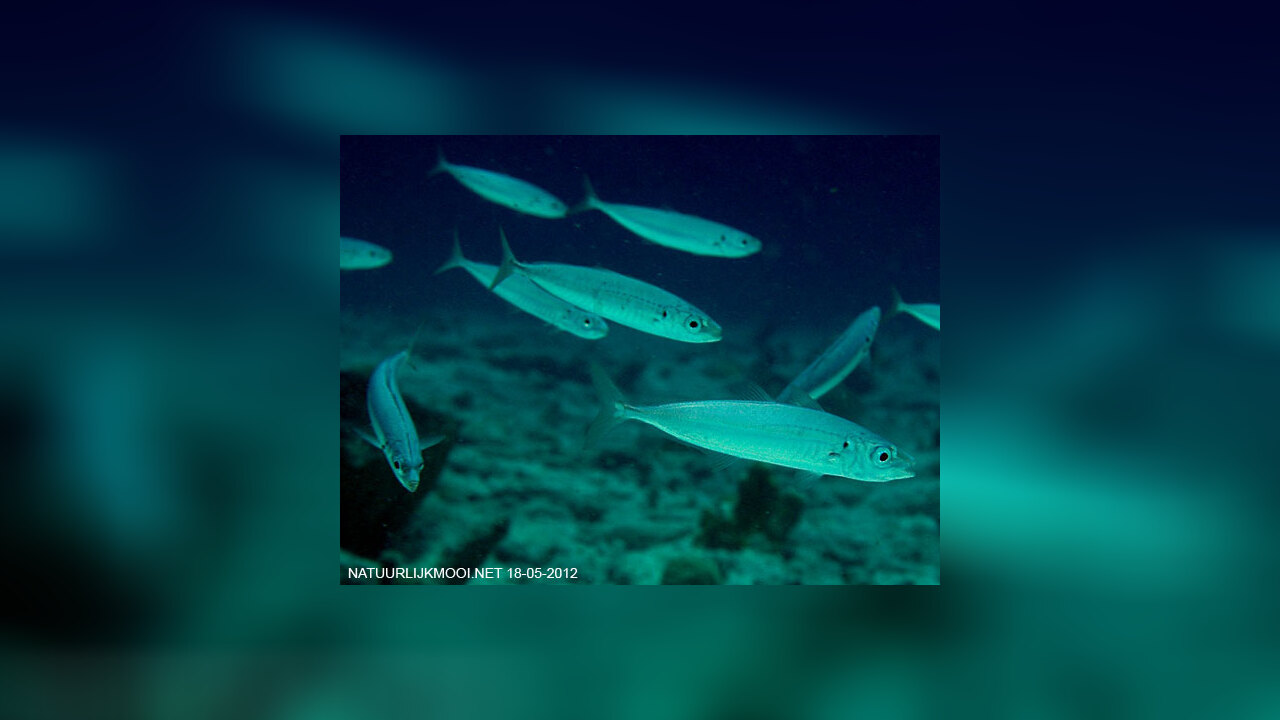 Decapterus macarellus Mackerel scad