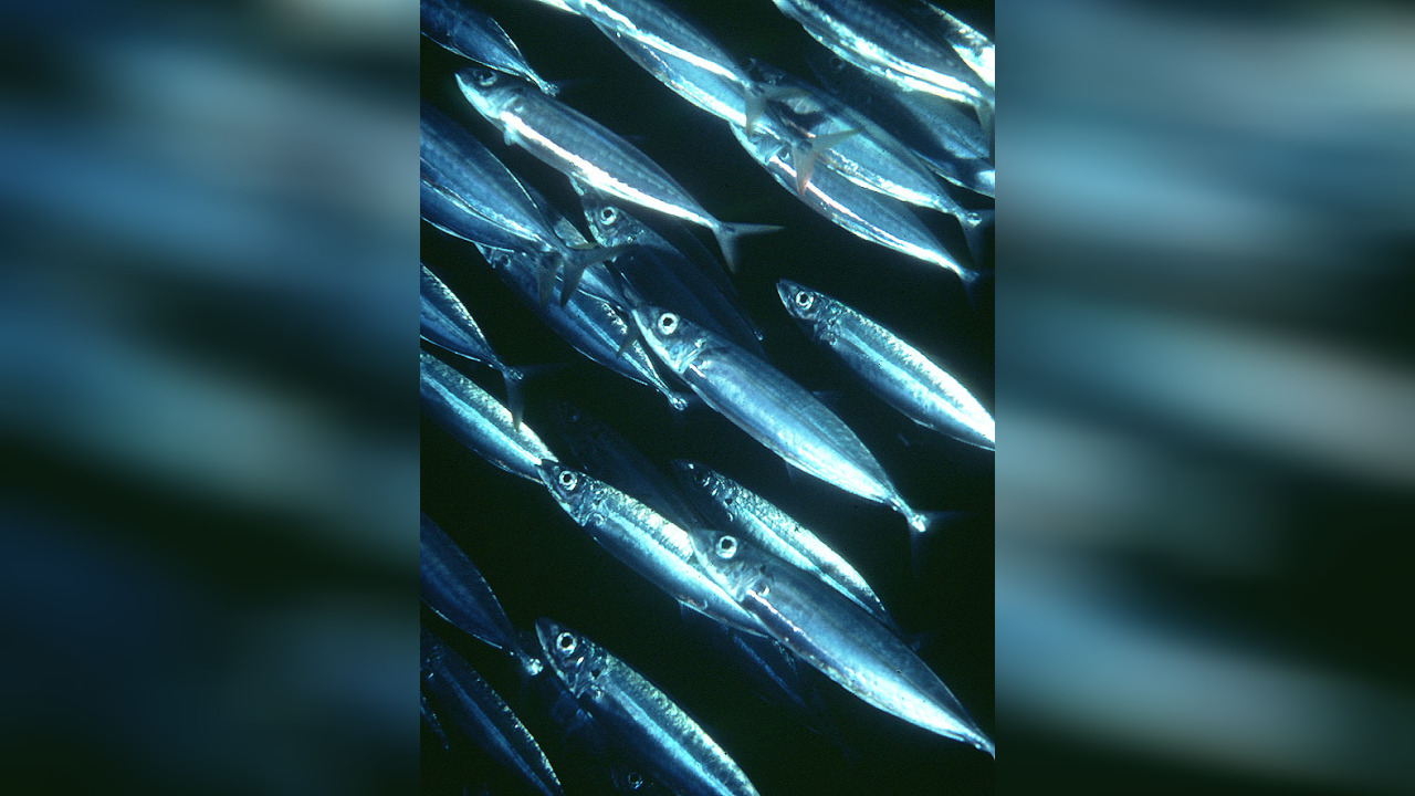 Decapterus macarellus Mackerel scad