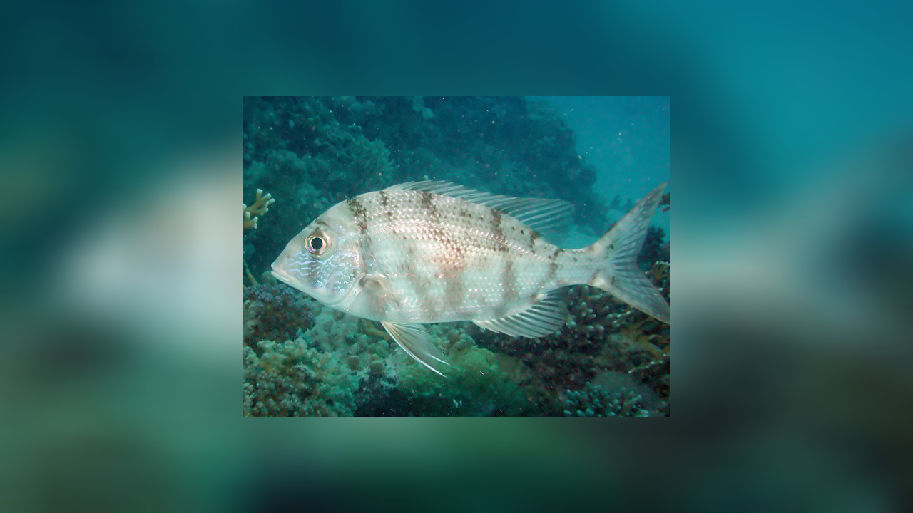Lethrinus borbonicus Snubnose emperor