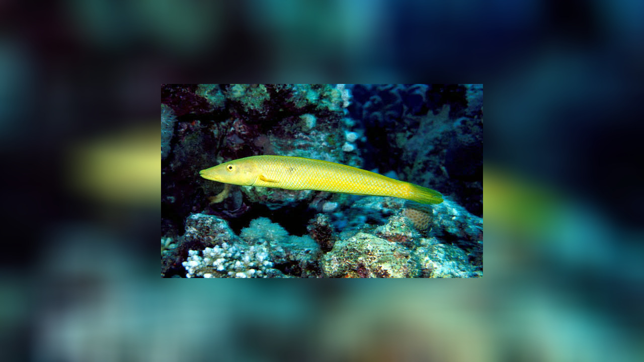 Cheilio inermis Cigar wrasse, Sharp-nosed rainbowfish
