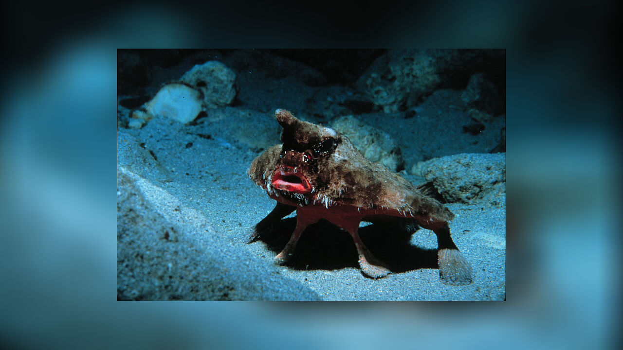 Ogcocephalus parvus Seefledermaus