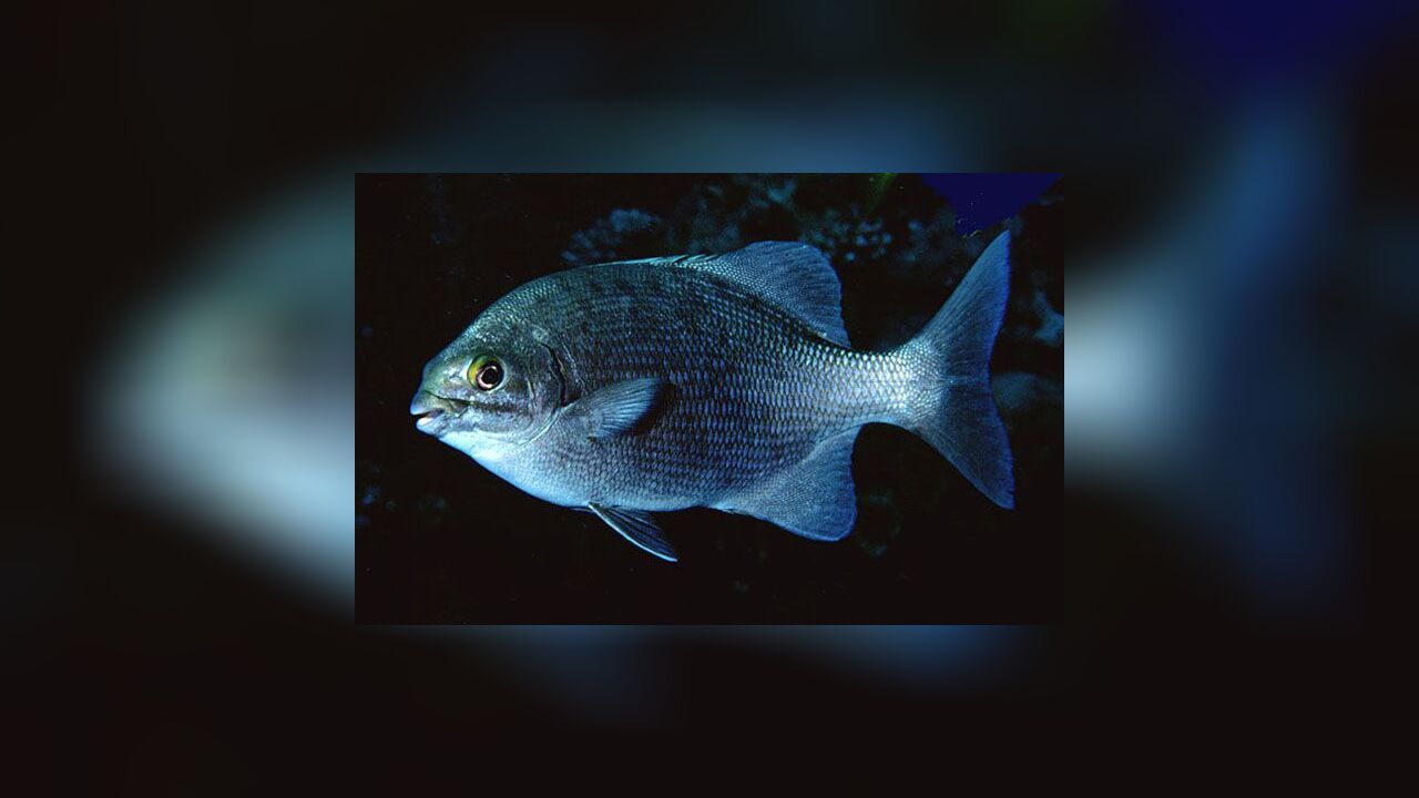 Kyphosus cinerascens Ashen drummer, Blue Chub, Blue Sea Chub, Highfin ...