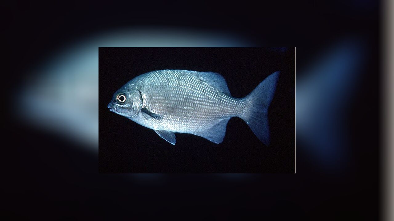 Kyphosus cinerascens Ashen drummer, Blue Chub, Blue Sea Chub, Highfin ...