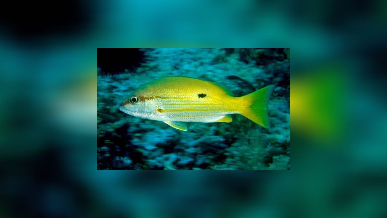 Lutjanus fulviflamma Blackspot Seaperch, Black-spot Sea Perch, Black ...