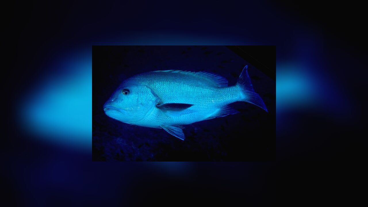 Lutjanus rivulatus Blubberlip snapper