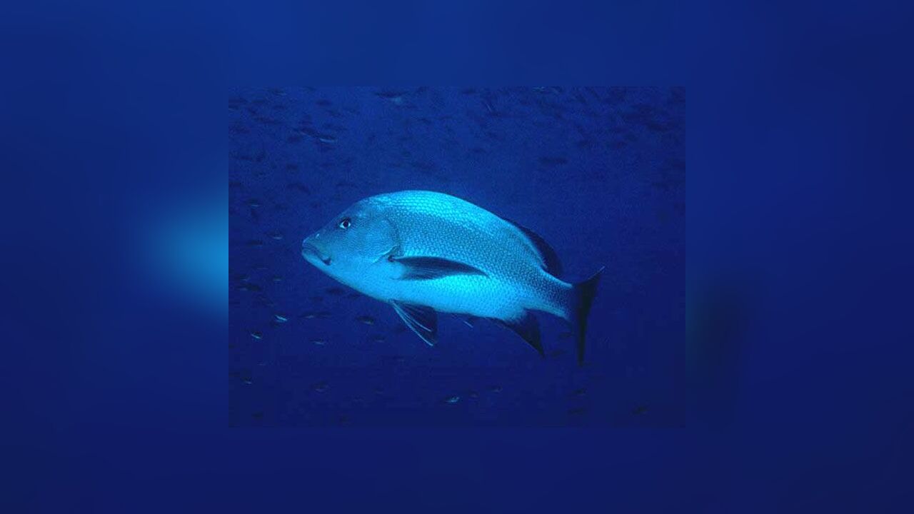 Lutjanus rivulatus Blubberlip snapper