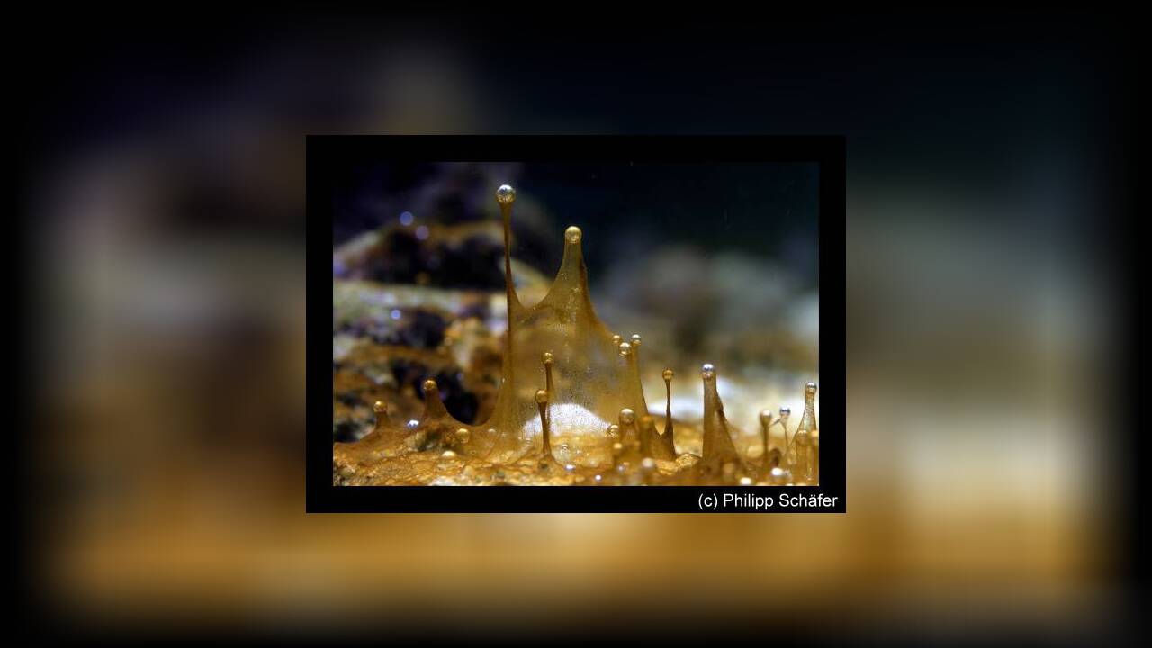 Chrysophyceae Dinoflagellat (Goldalge)