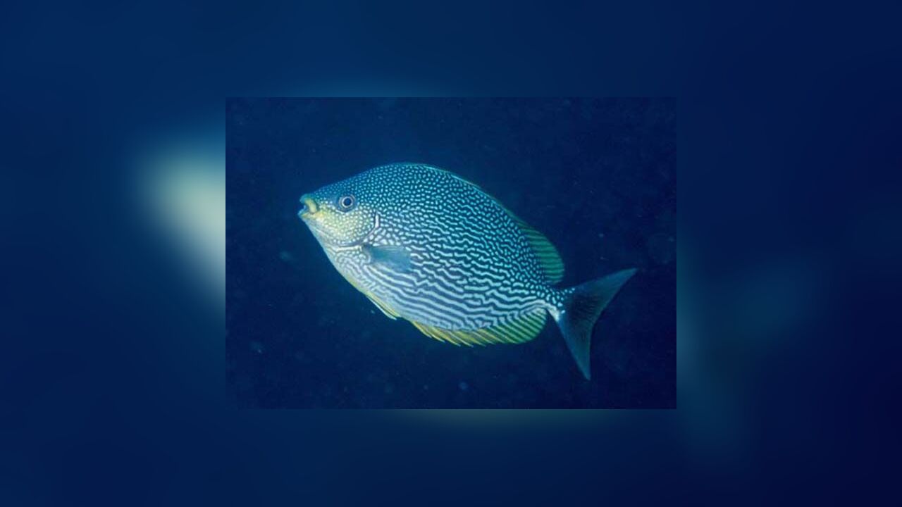 Siganus javus Java-Kaninchenfisch