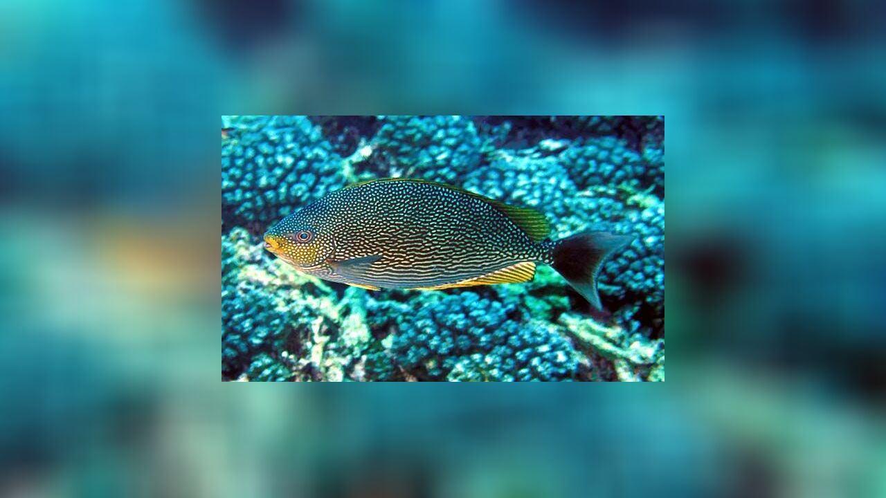 Siganus javus Java-Kaninchenfisch