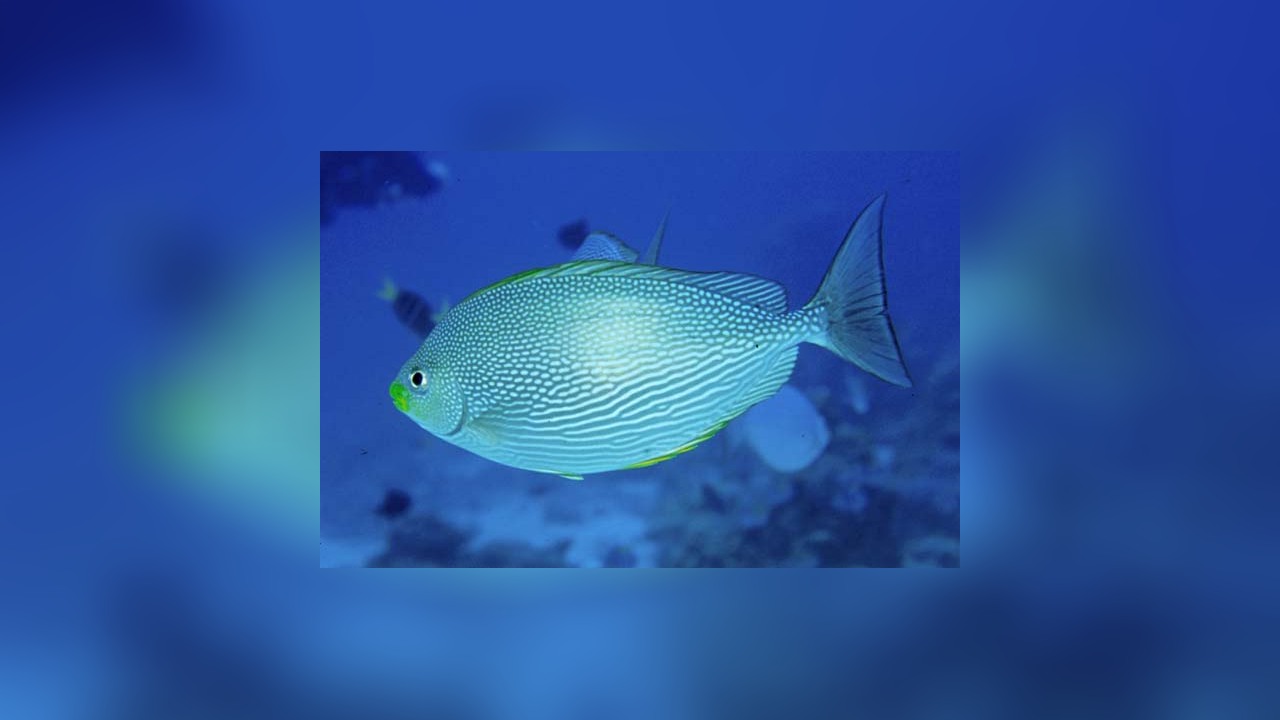 Siganus javus Streaked spinefoot