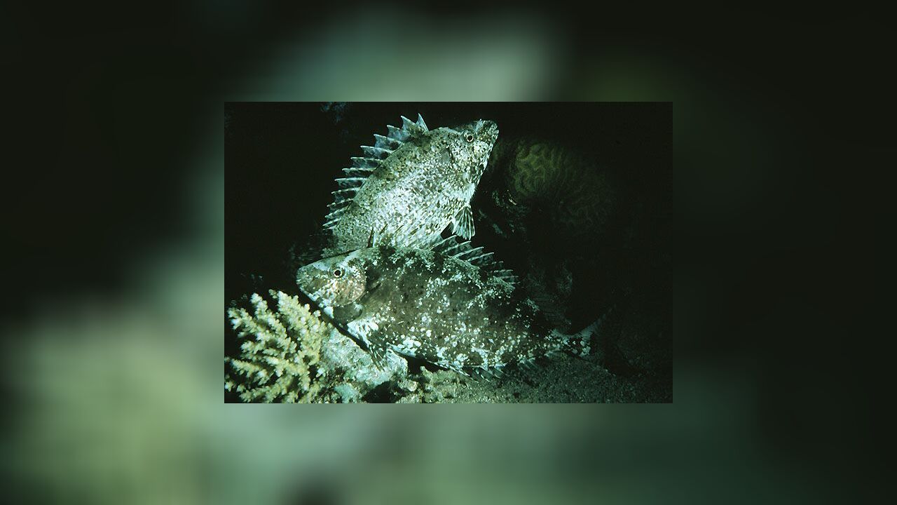 Siganus rivulatus Marbled Spinefoot, Rivulated rabbitfish