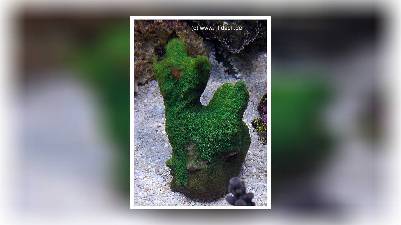 Psammocora digitata Stony Coral