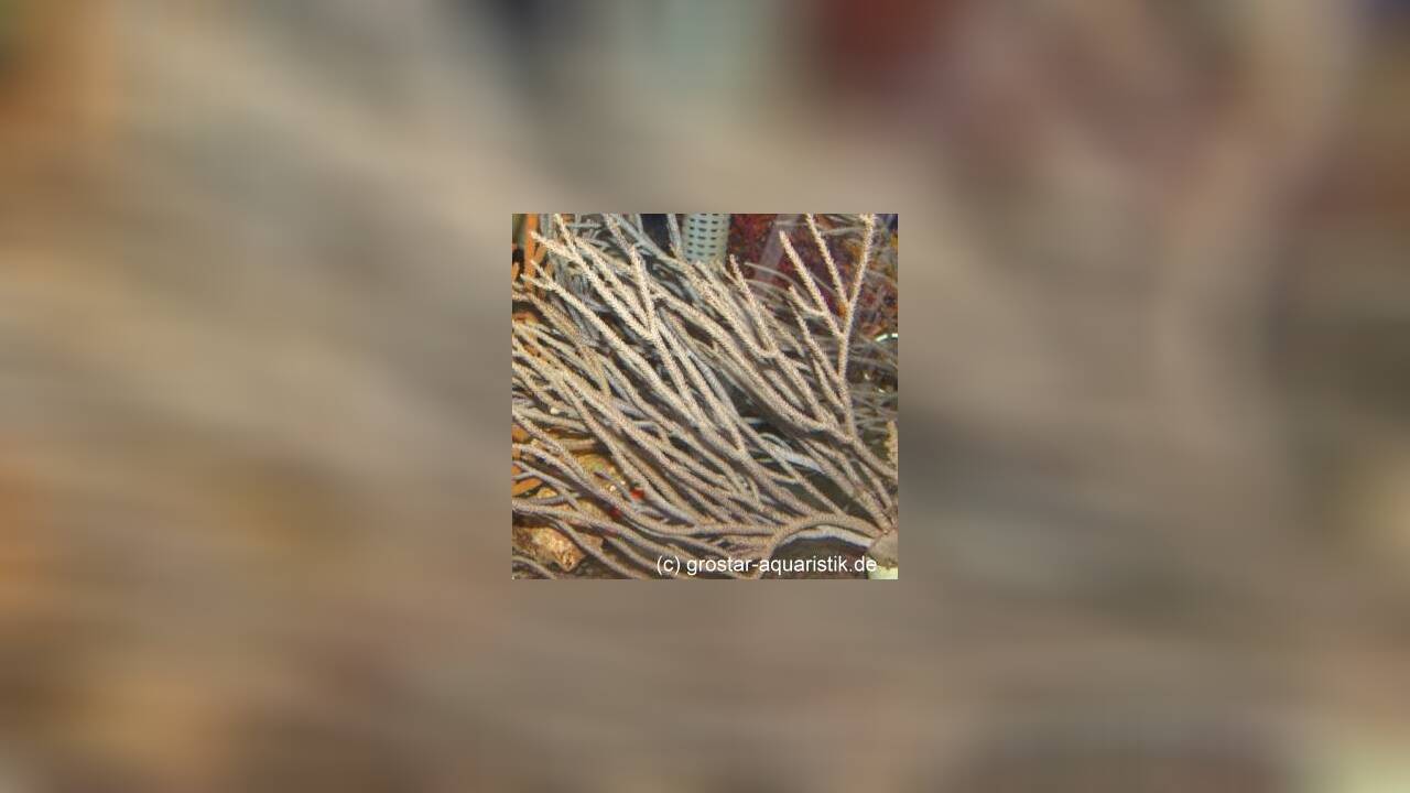 Muricea atlantica Gorgonia