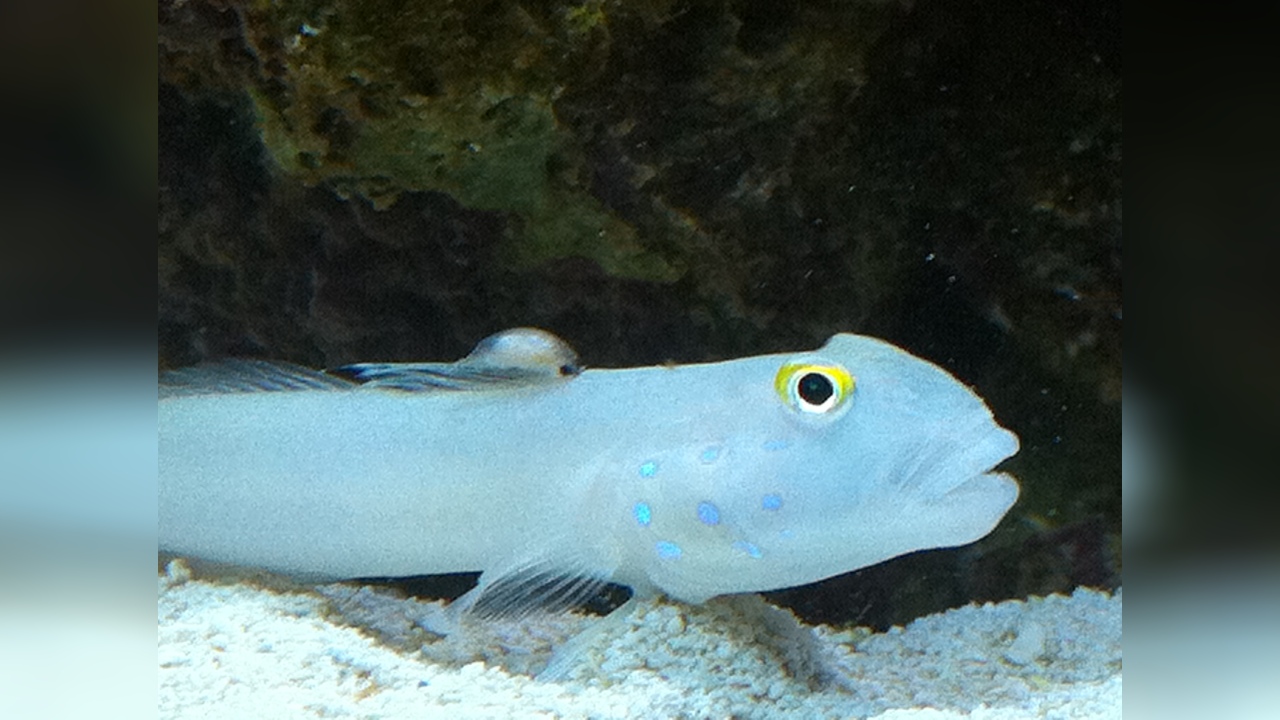 Isopoda - Cirolanidae cirolanid isopod, Parasitic isopod