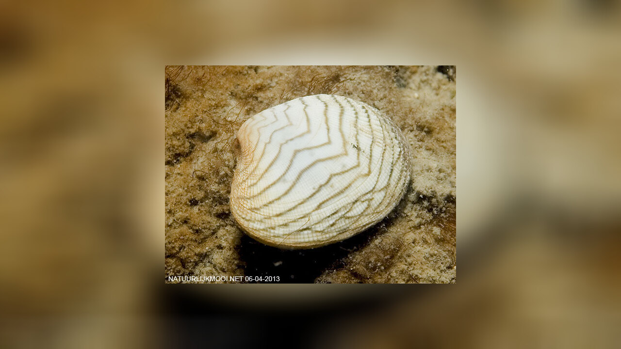 Venerupis (Ruditapes) philippinarum Japanese littleneck clam