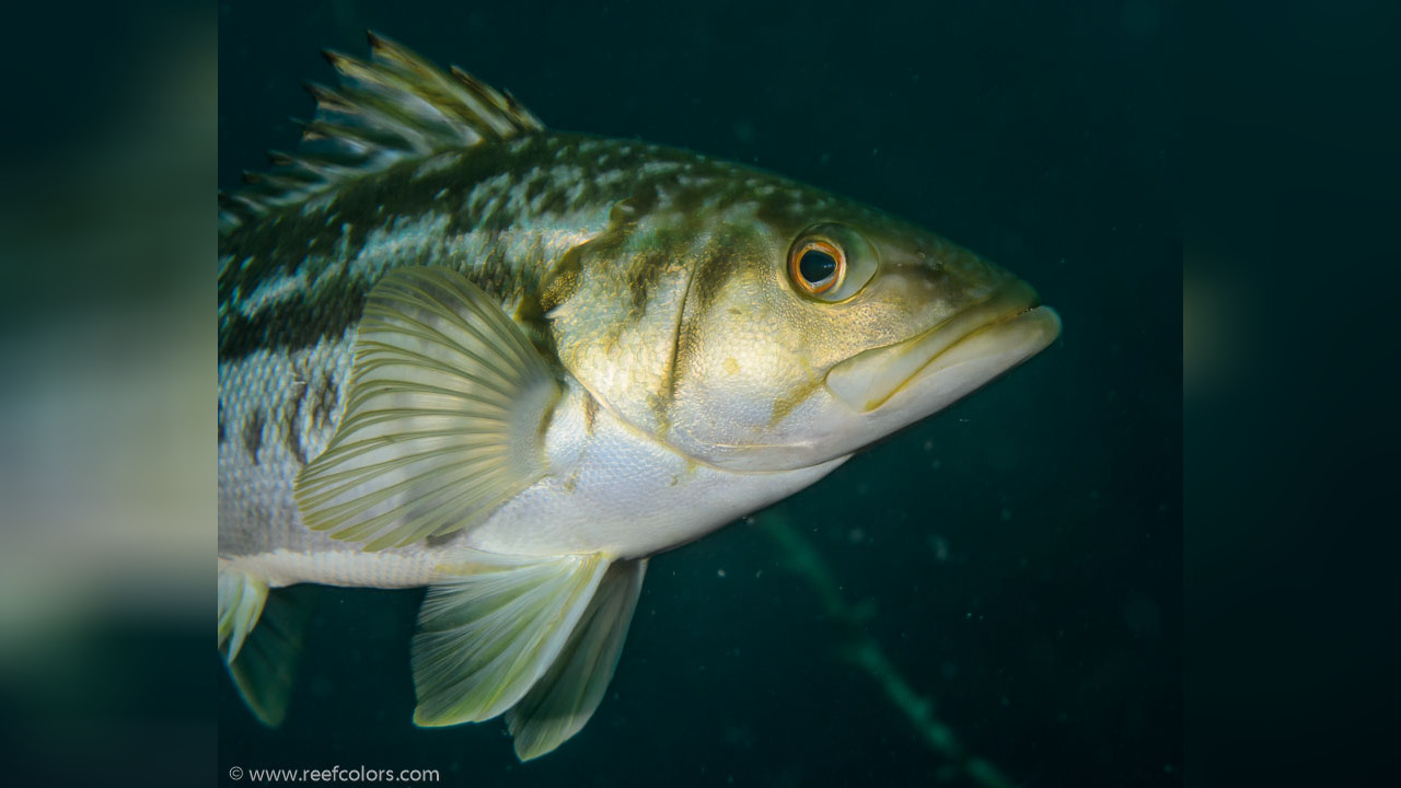 Paralabrax clathratus Kelp bass, Rock sea bass, Sea bass