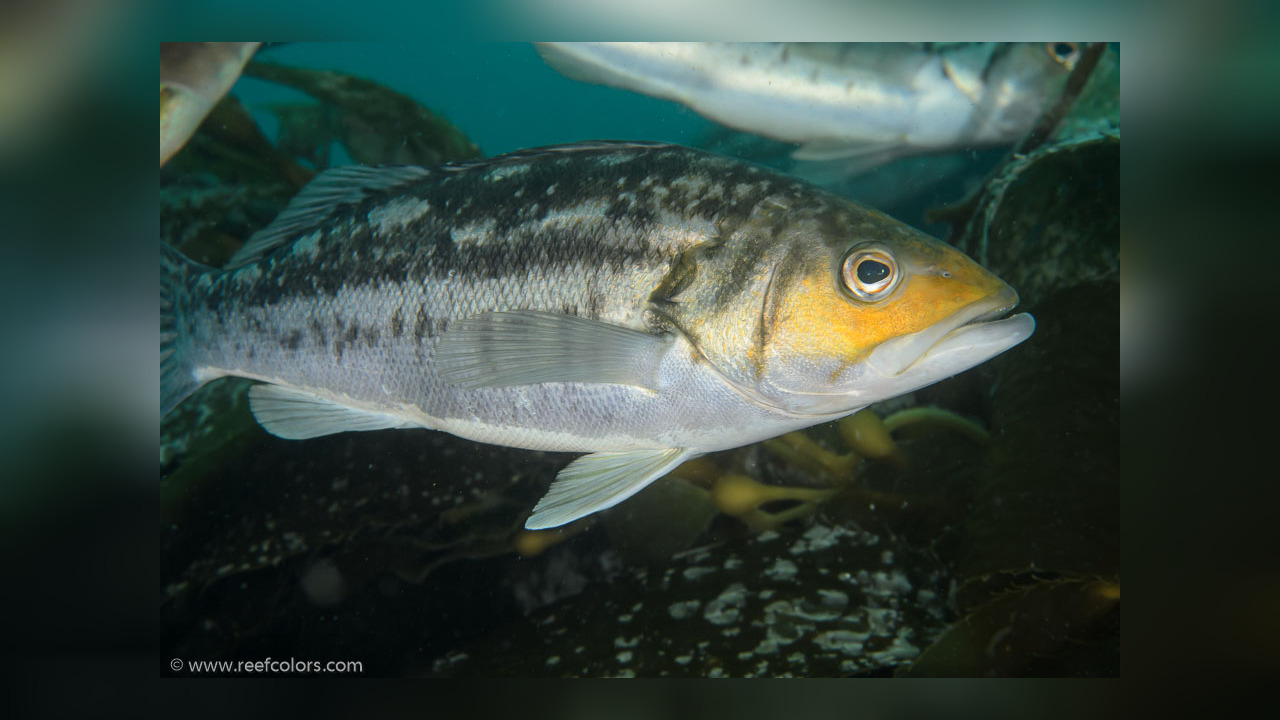 Paralabrax clathratus Kelp bass, Rock sea bass, Sea bass