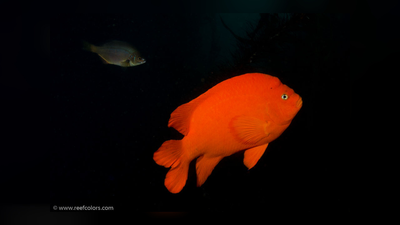 Hypsypops rubicundus Garibaldi damselfish