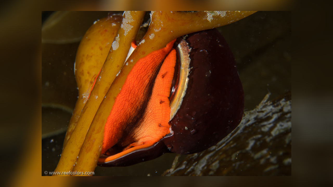 Norrisia norrisii Norrissnail, Mexican Red Foot Snail, Red Foot Moon ...