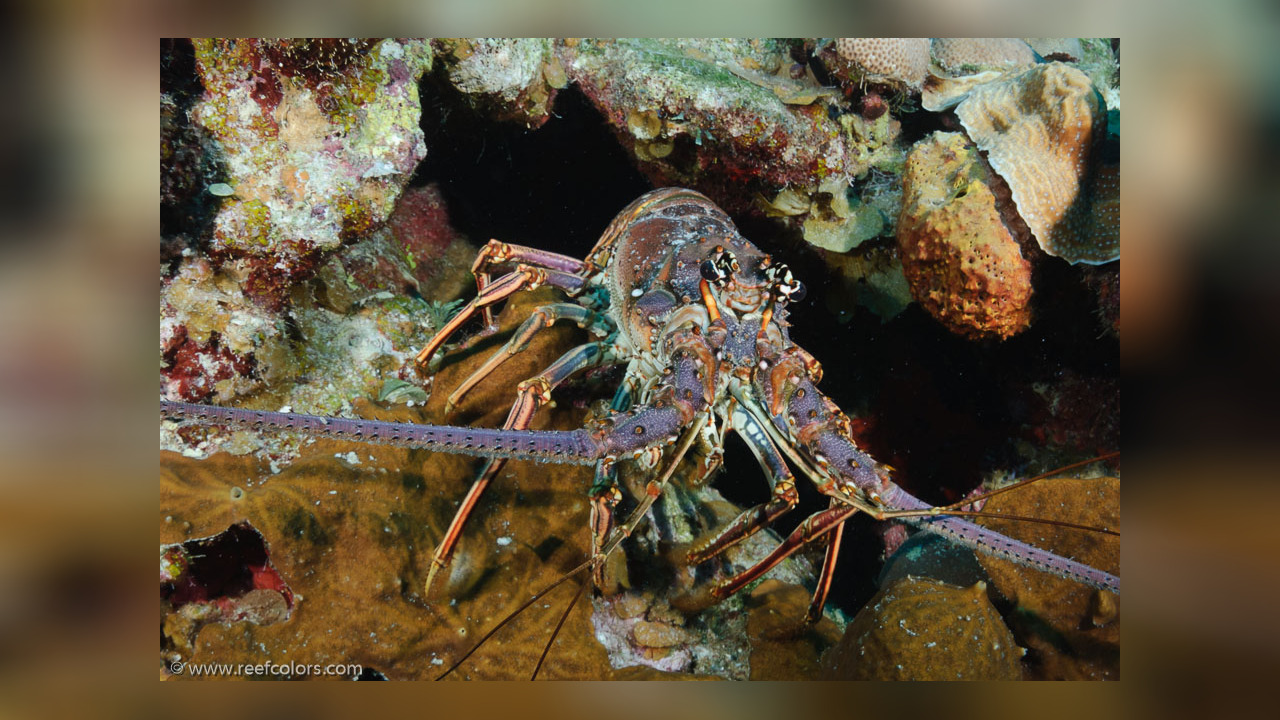 Panulirus argus Caribbean Spiny Lobster, Florida Spiny Lobster