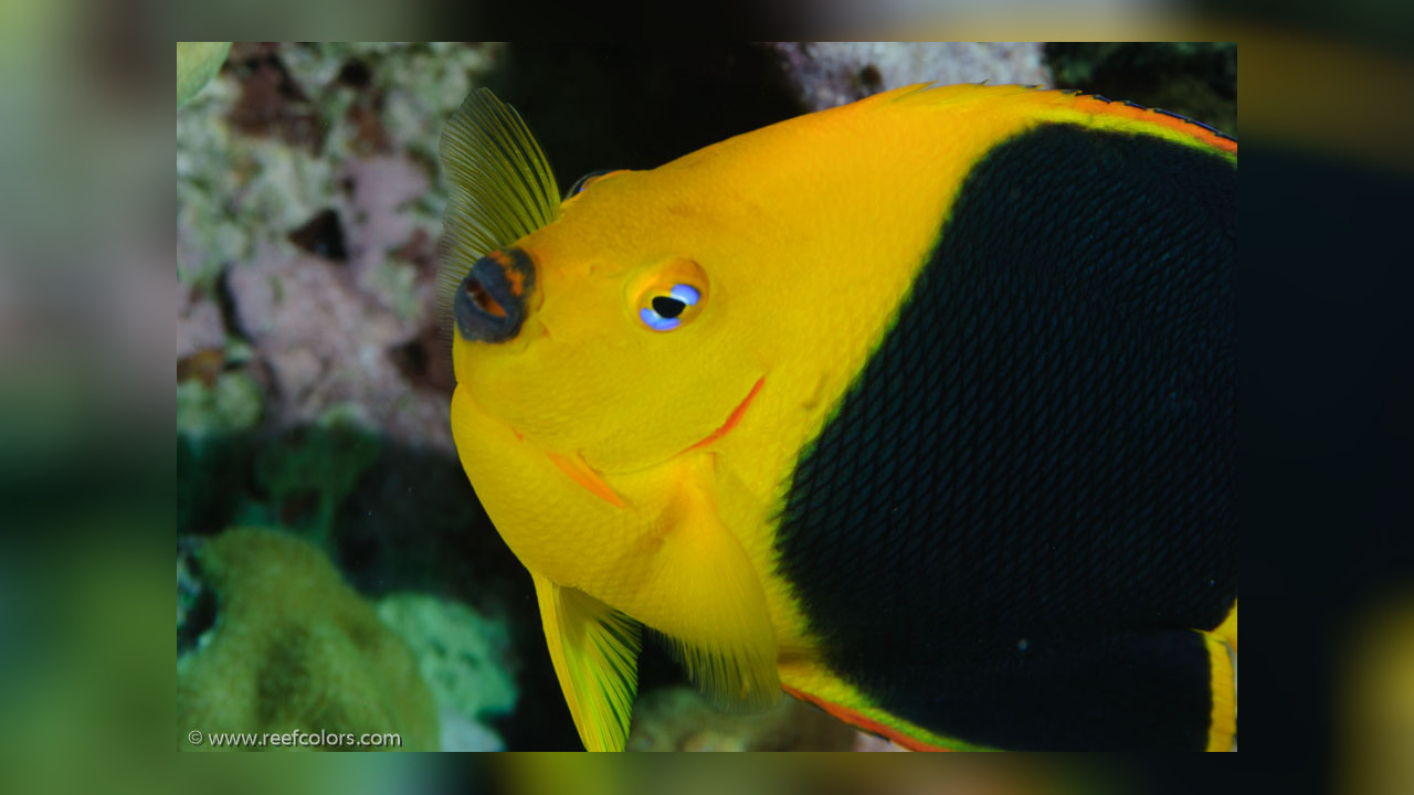 Holacanthus tricolor Angelfish, Corn Sugar, Coshubba, Rock Beasty, Rock ...