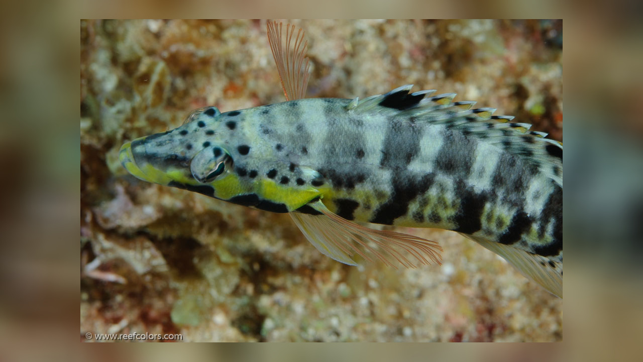 Serranus tigrinus Harlequin bass