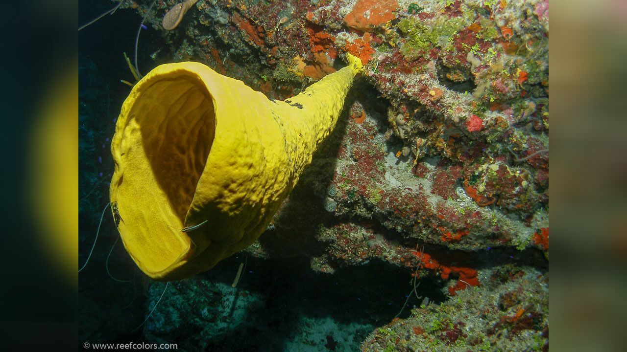 Aplysina fistularis Yellow Tube Sponge