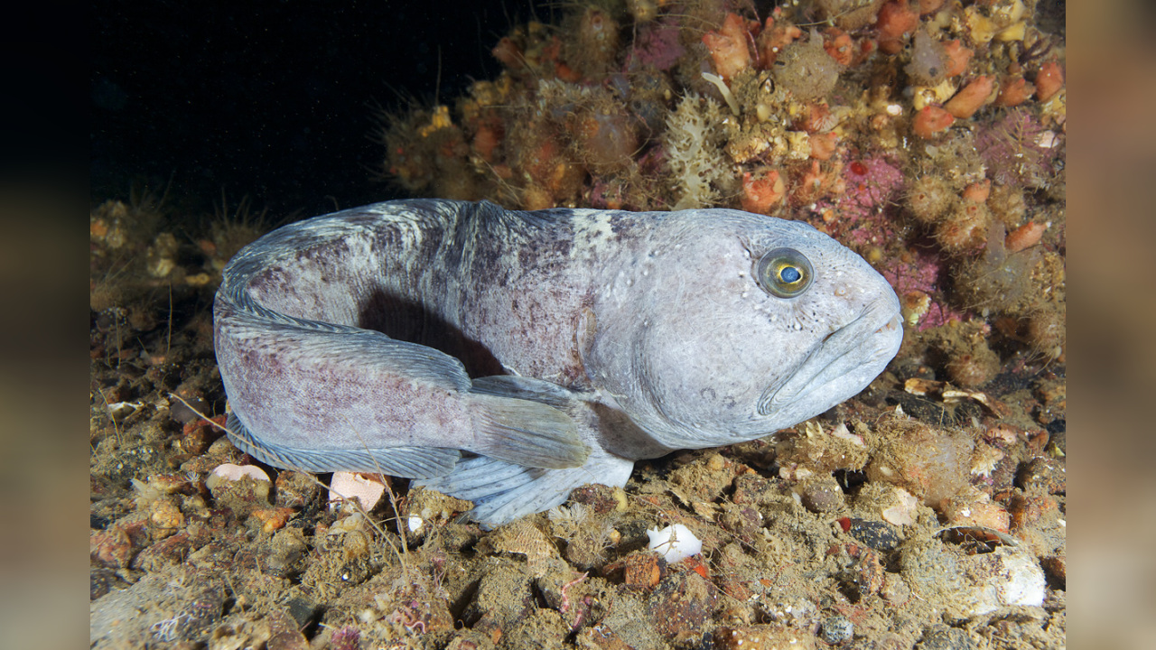 Anarhichas lupus Gestreifter Seewolf - Steinbeißer - Katfisch