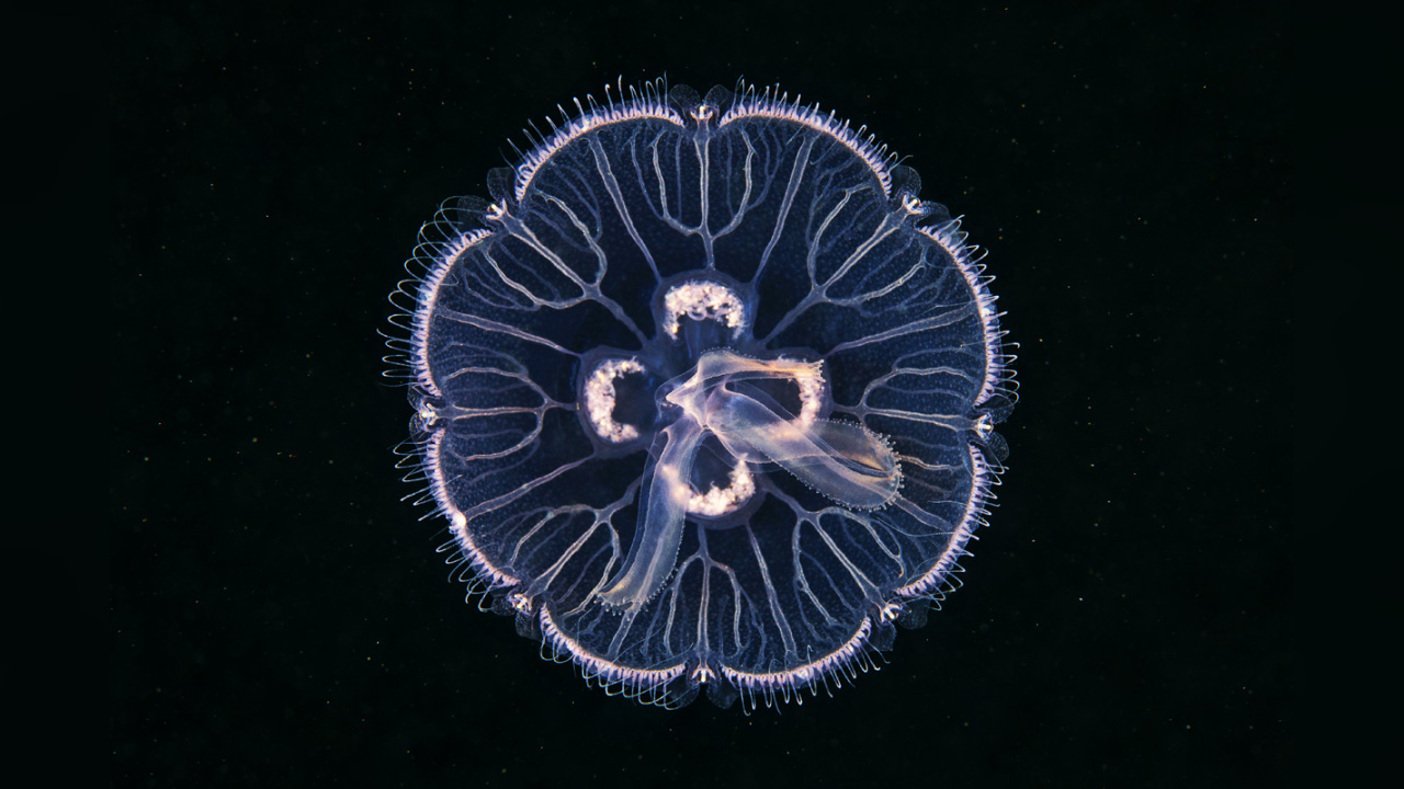 Aurelia aurita Moon jellyfish